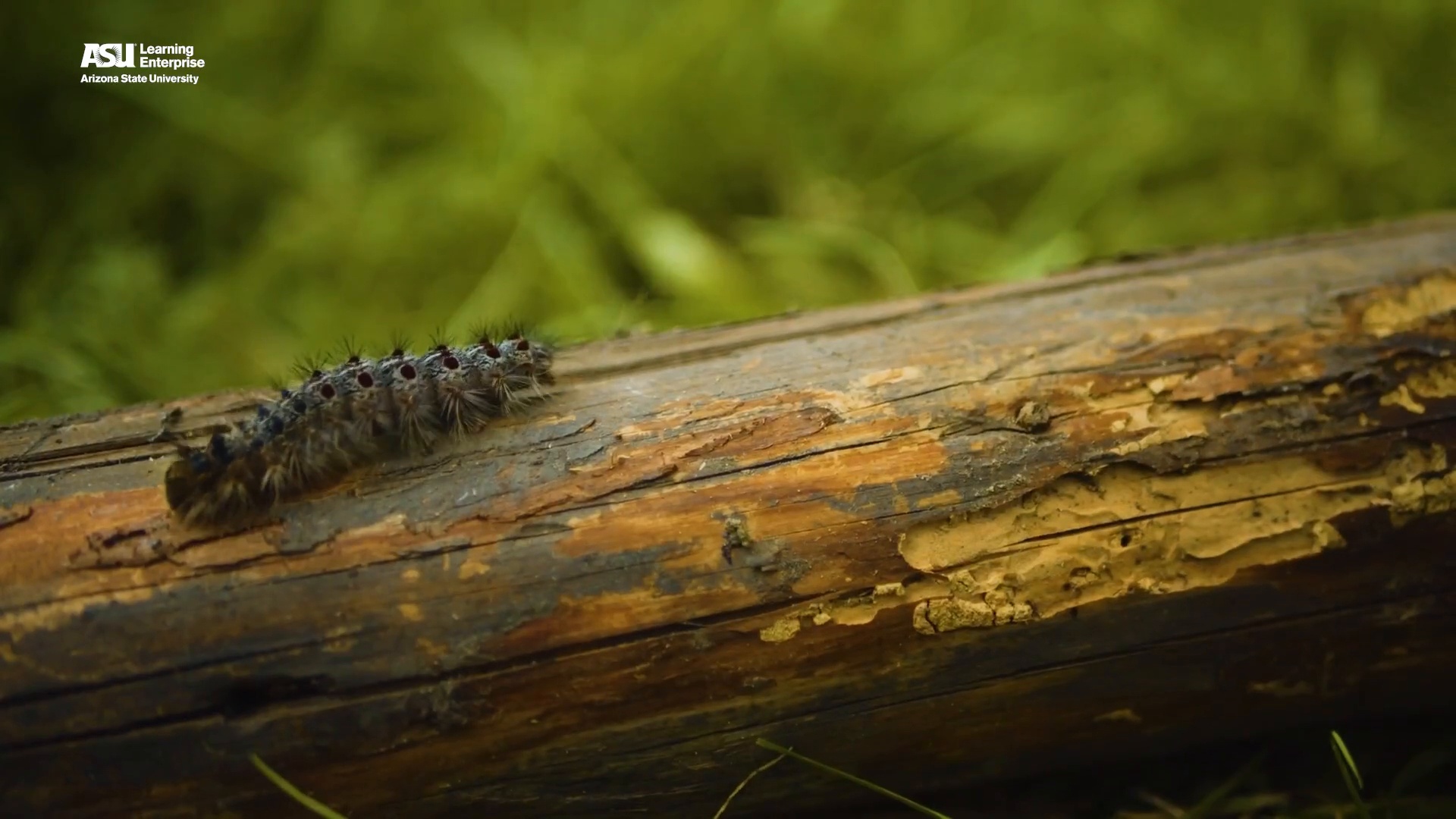 How a Butterfly Brain Adapts During Metamorphosis